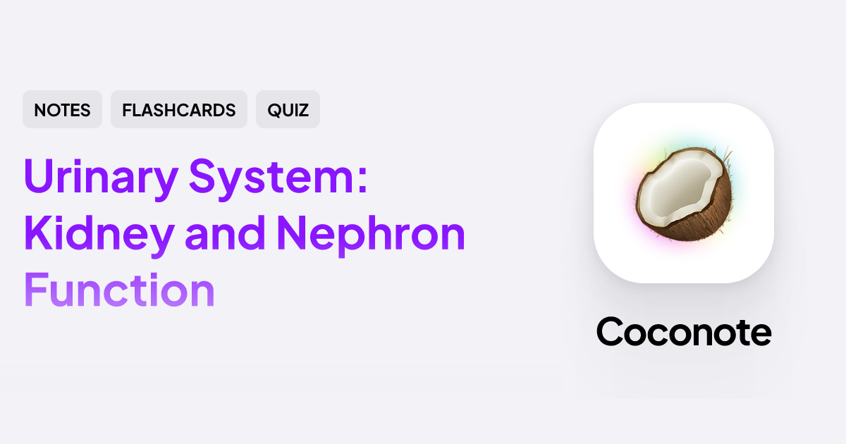 Urinary System: Kidney and Nephron Function | Coconote