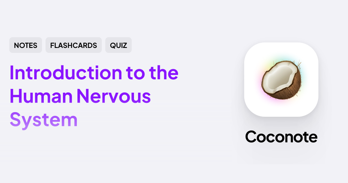 Introduction to the Human Nervous System | Coconote