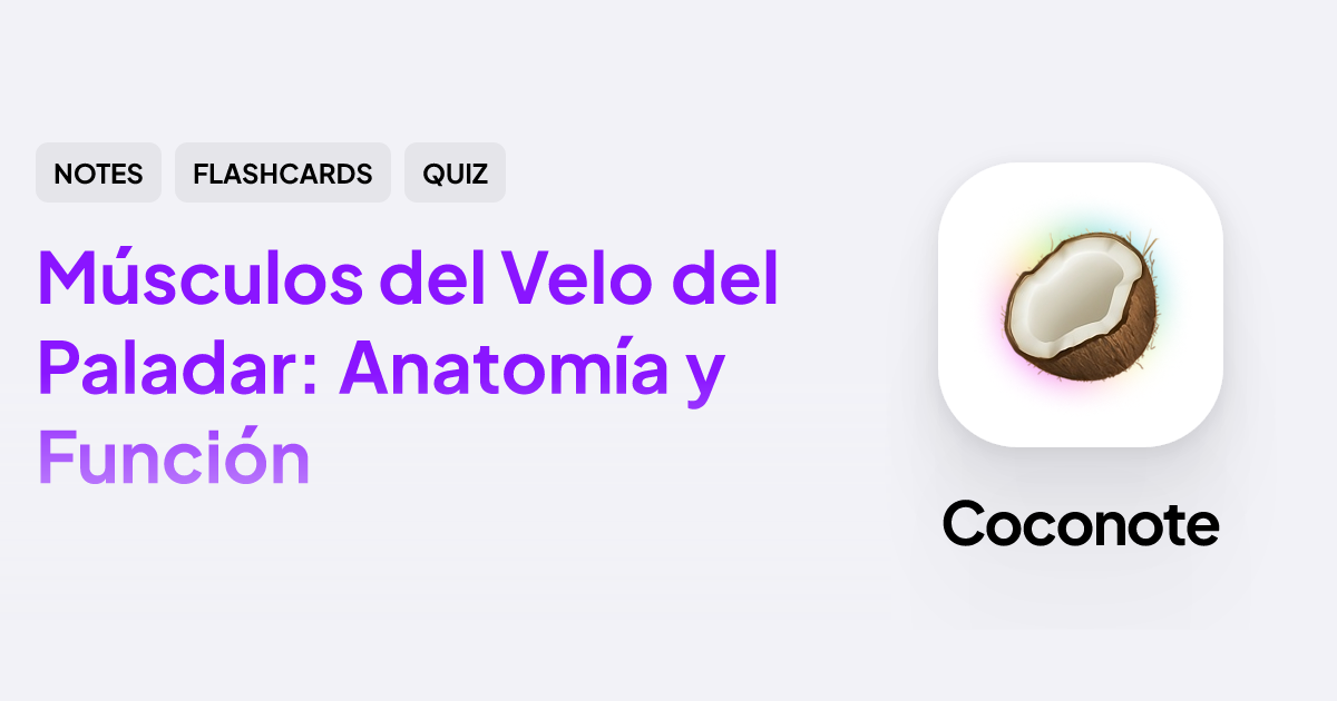 Músculos del Velo del Paladar: Anatomía y Función | Coconote