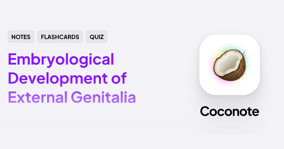Embryological Development of External Genitalia | Coconote