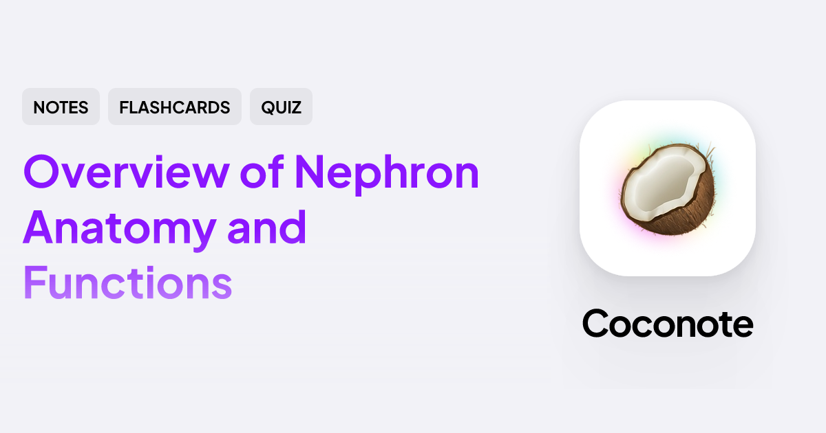 Overview of Nephron Anatomy and Functions | Coconote